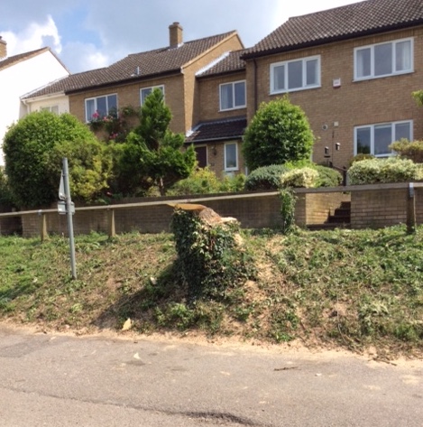 Tree surgery in Silver Street | Events | Ashwell Museum