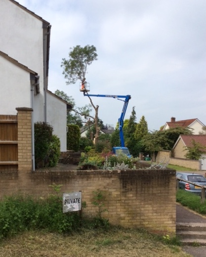 Tree surgery in Silver Street | Events | Ashwell Museum